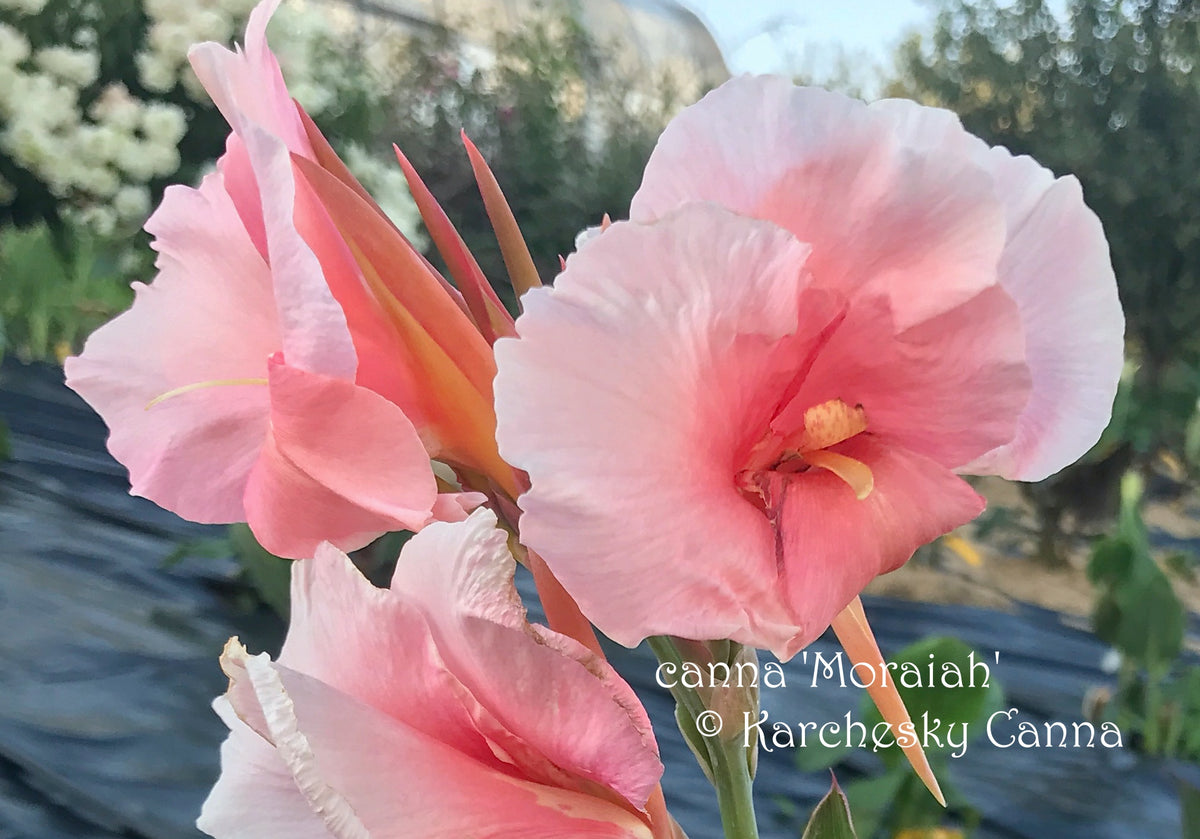 Pink – South Ridge Farm & Botanic Gardens