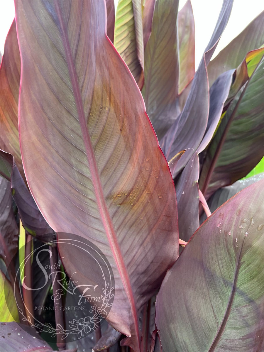 canna 'Chocolate Cherry' – South Ridge Farm & Botanic Gardens