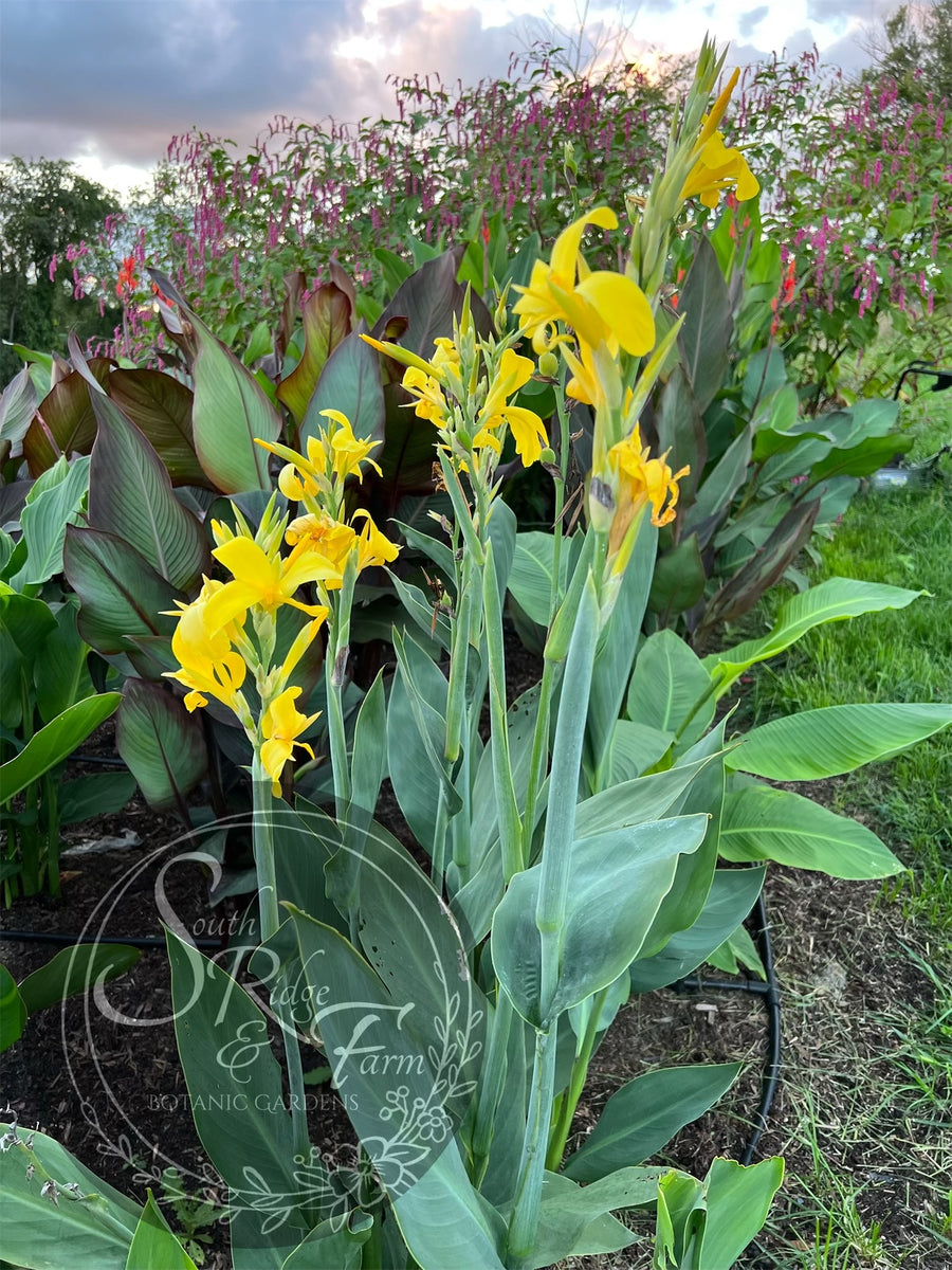 canna 'Ra' – South Ridge Farm & Botanic Gardens