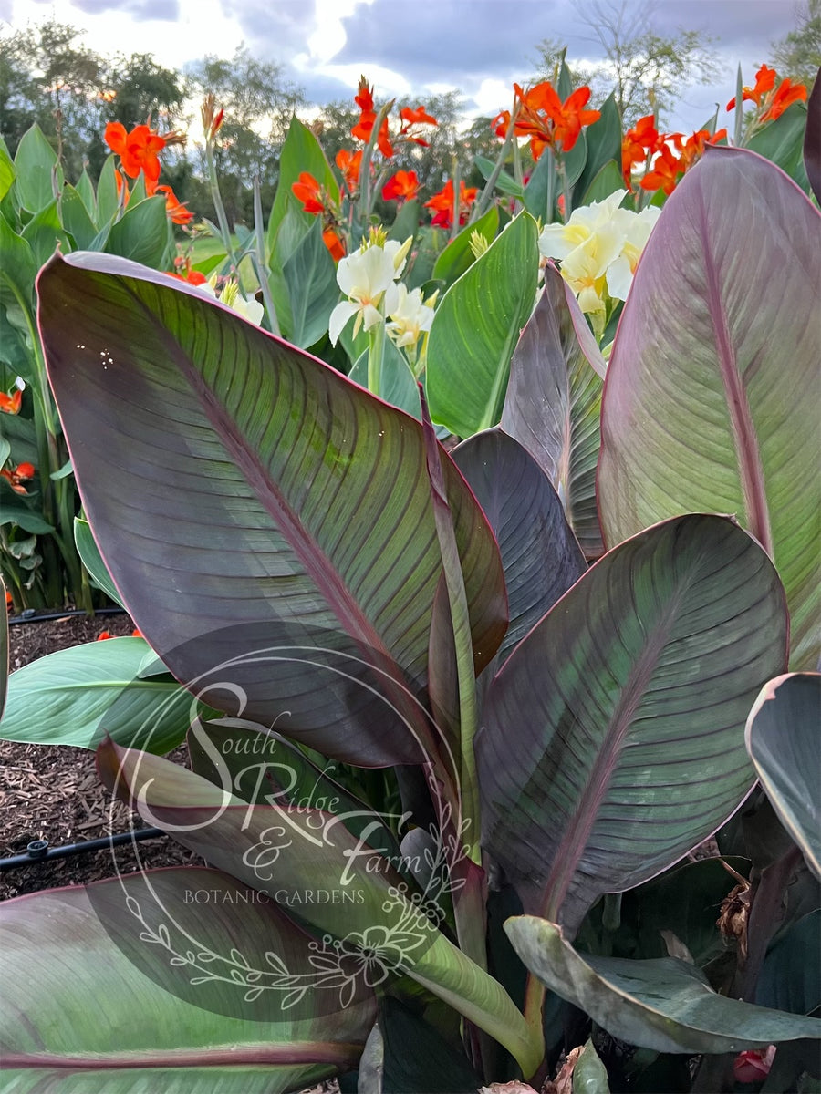 canna 'Lady K' – South Ridge Farm & Botanic Gardens