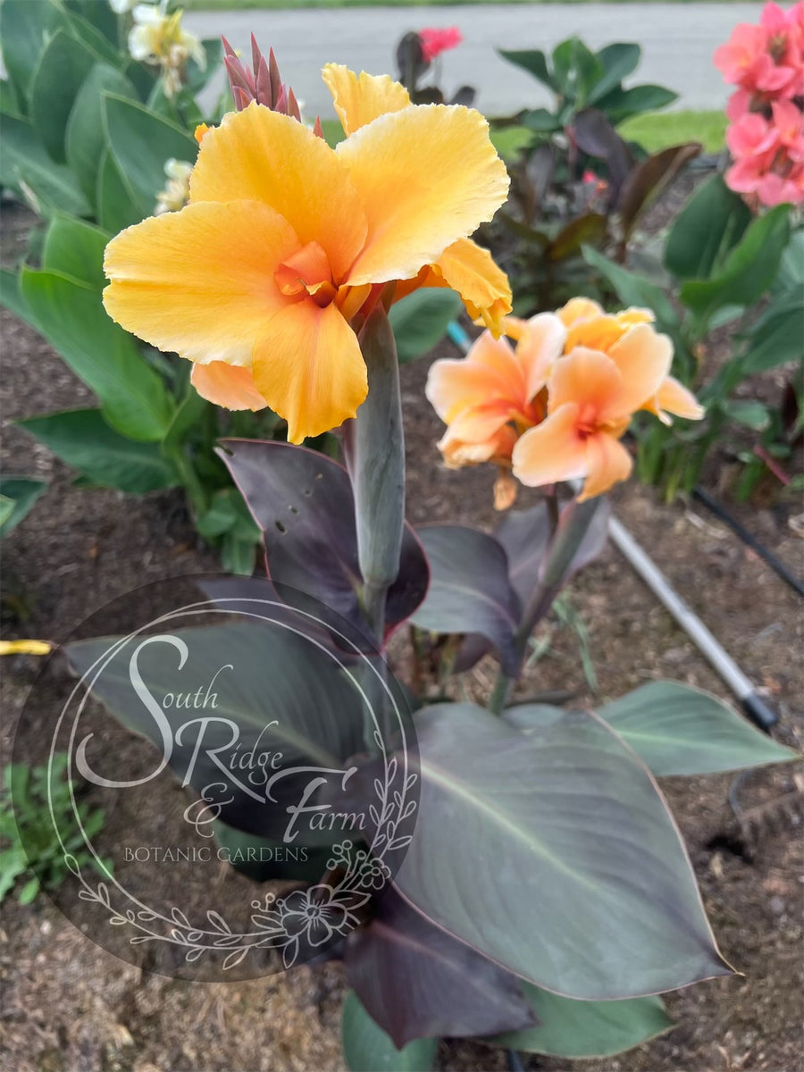 canna 'Golden Orb' – South Ridge Farm & Botanic Gardens