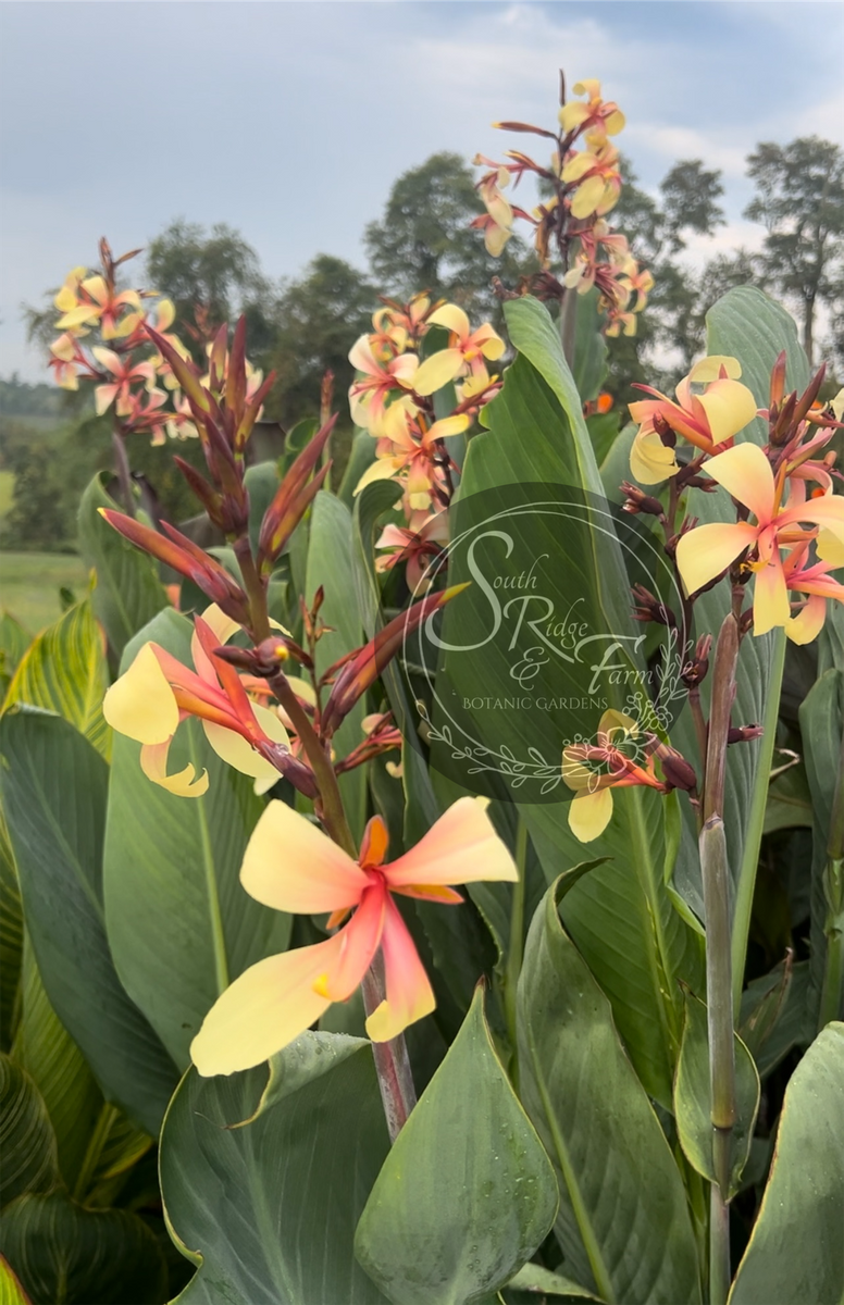 canna 'Panache' – South Ridge Farm & Botanic Gardens