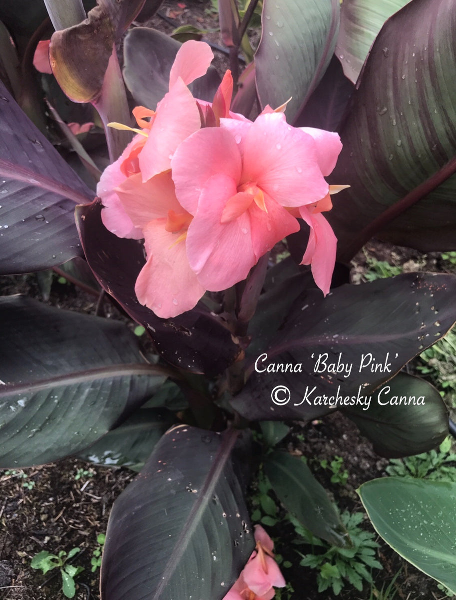 canna 'Baby Pink' – South Ridge Farm & Botanic Gardens