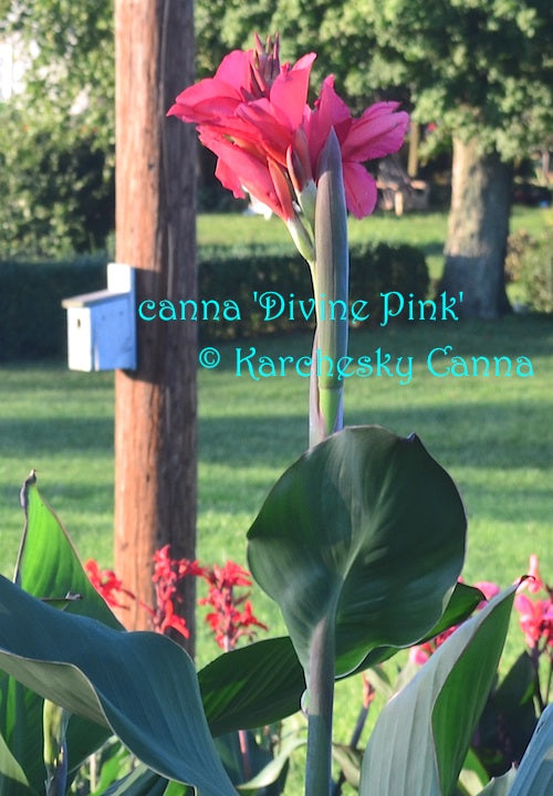 canna 'Divine Pink' – South Ridge Farm & Botanic Gardens