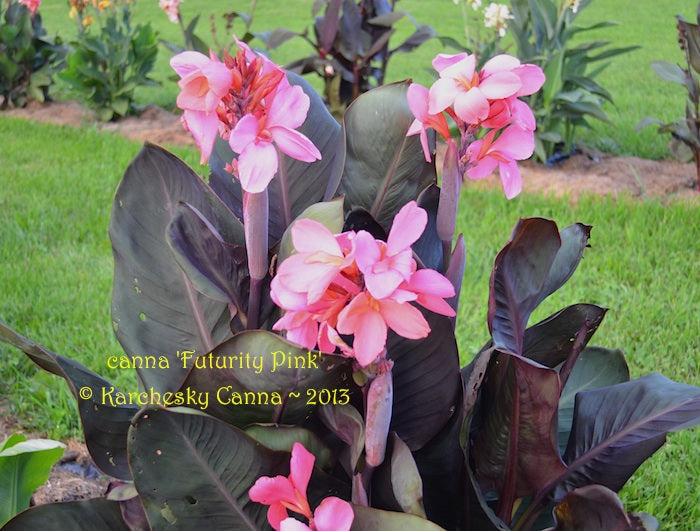 canna 'Futurity Pink' – South Ridge Farm & Botanic Gardens