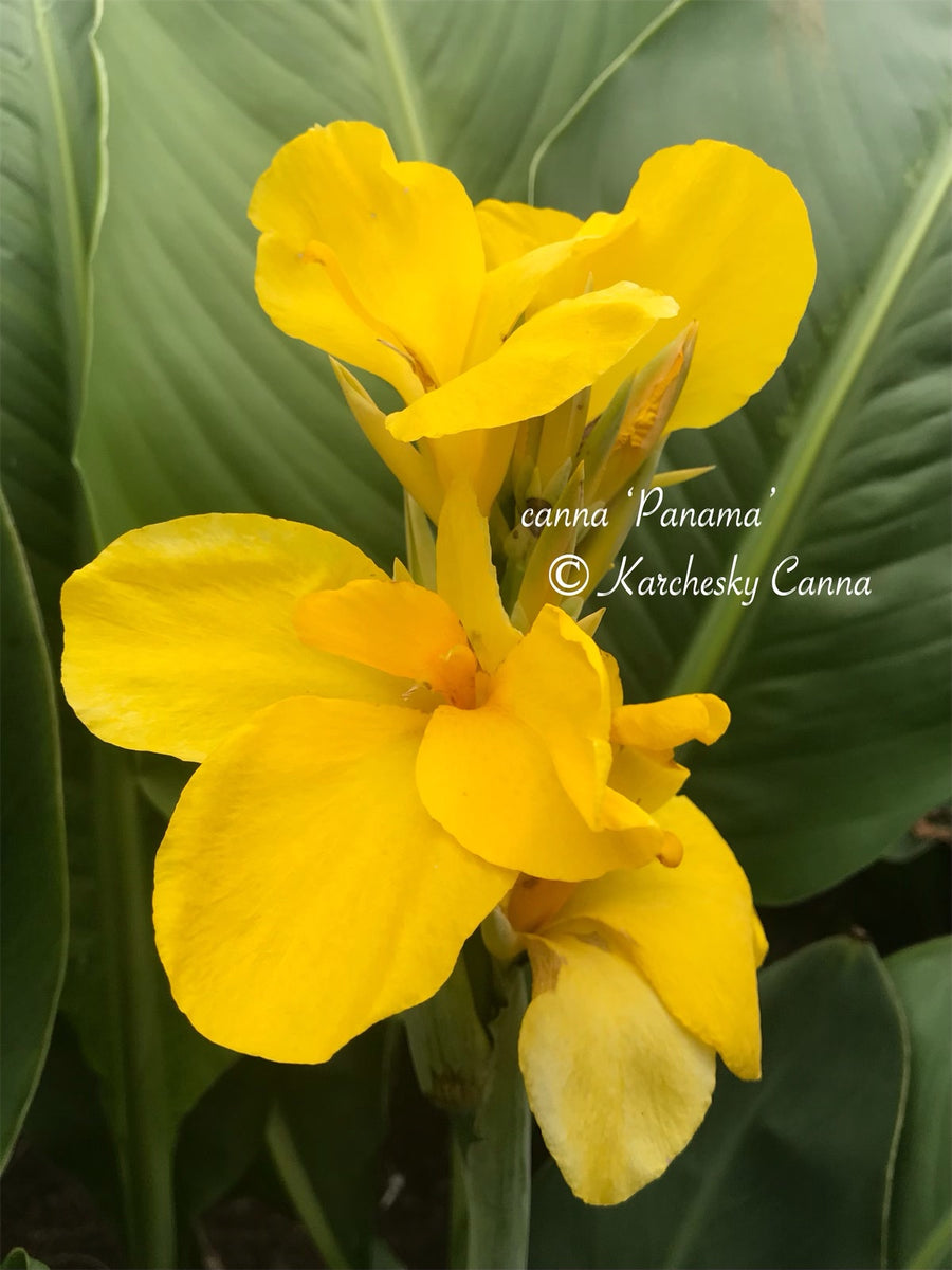 canna 'Panama' – South Ridge Farm & Botanic Gardens
