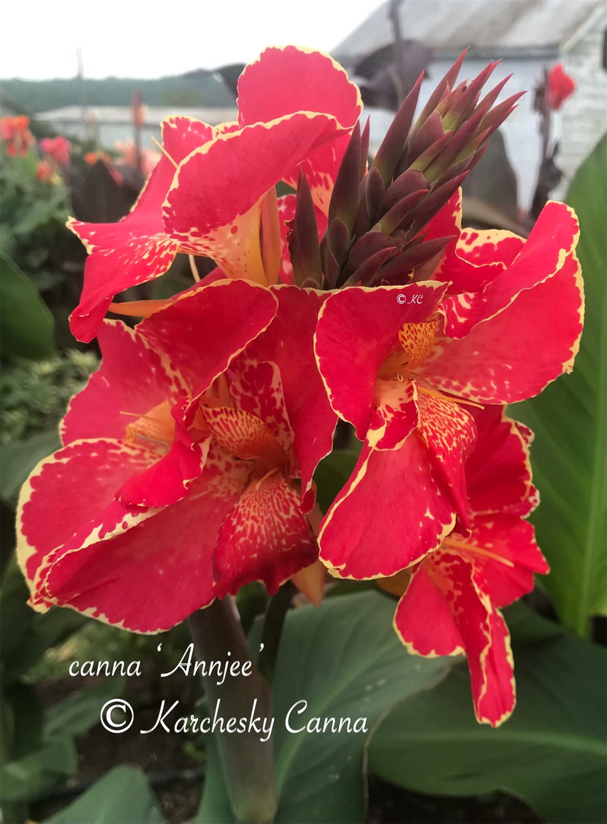 canna 'Annjee' – South Ridge Farm & Botanic Gardens