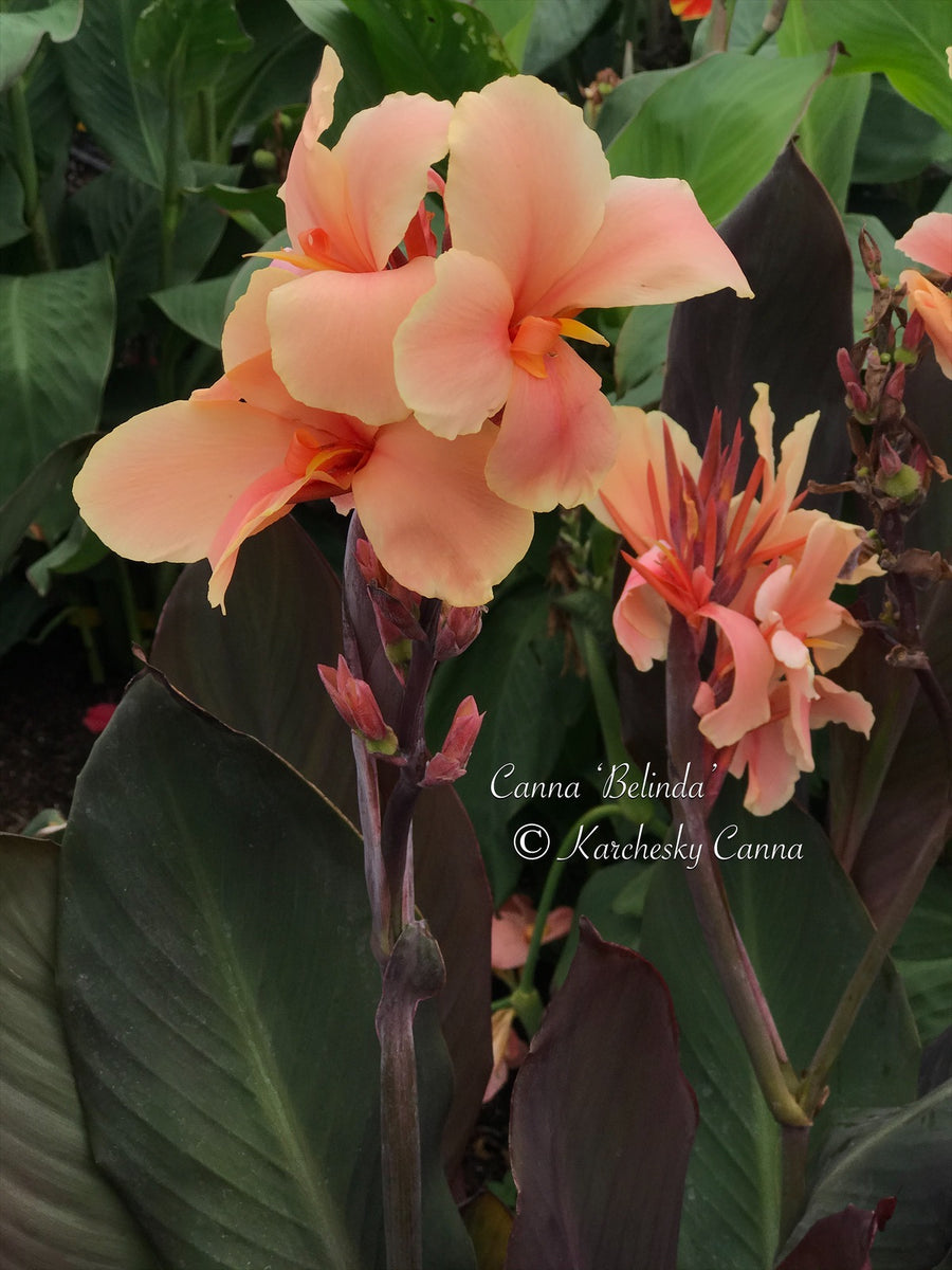canna 'Belinda' – South Ridge Farm & Botanic Gardens