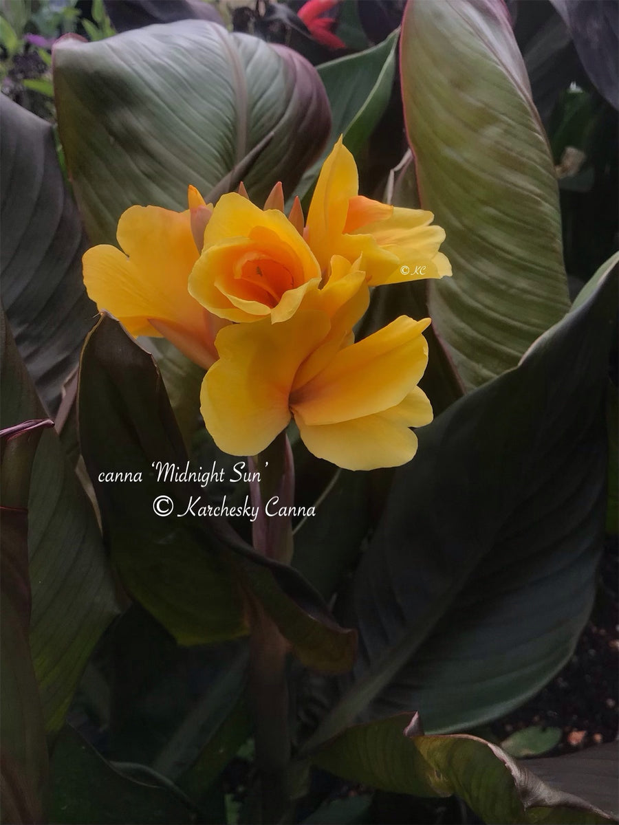 canna 'Midnight Sun' – South Ridge Farm & Botanic Gardens