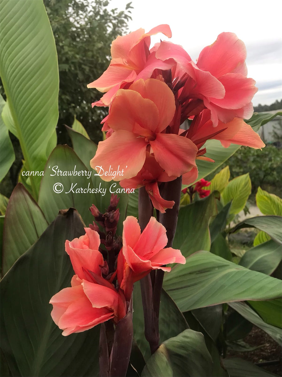 canna 'Strawberry Delight' – South Ridge Farm & Botanic Gardens