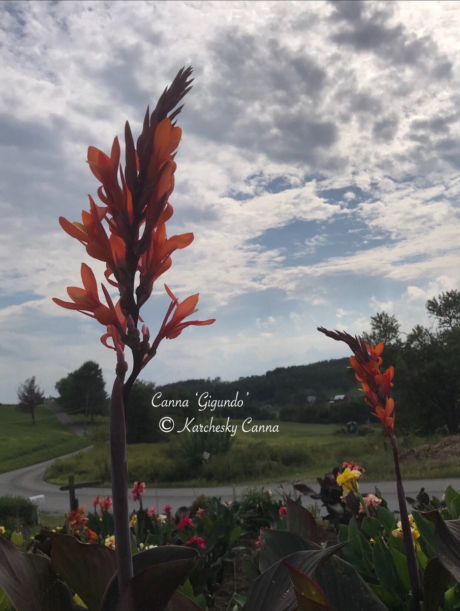 canna 'Gigundo' – South Ridge Farm & Botanic Gardens
