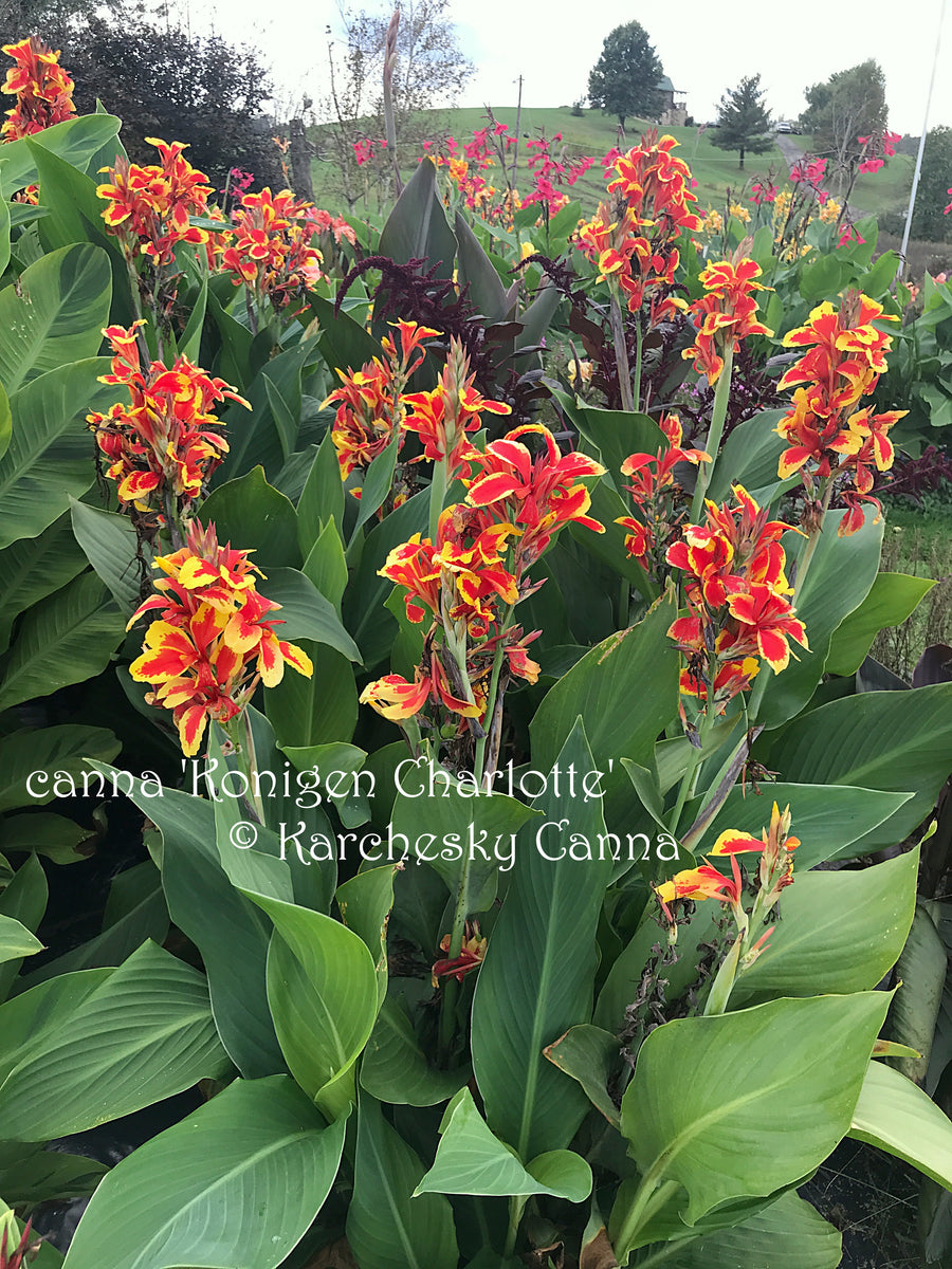 canna 'Konigen Charlotte' – South Ridge Farm & Botanic Gardens