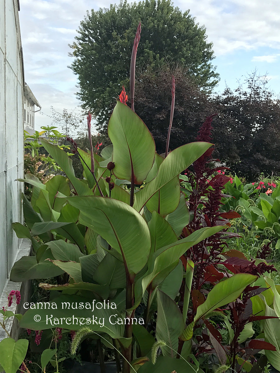 canna 'Musafolia' – South Ridge Farm & Botanic Gardens