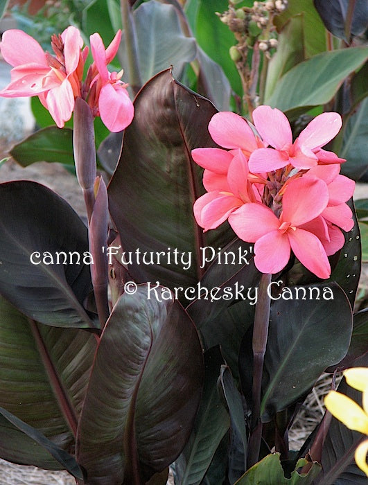 canna 'Futurity Pink' – South Ridge Farm & Botanic Gardens