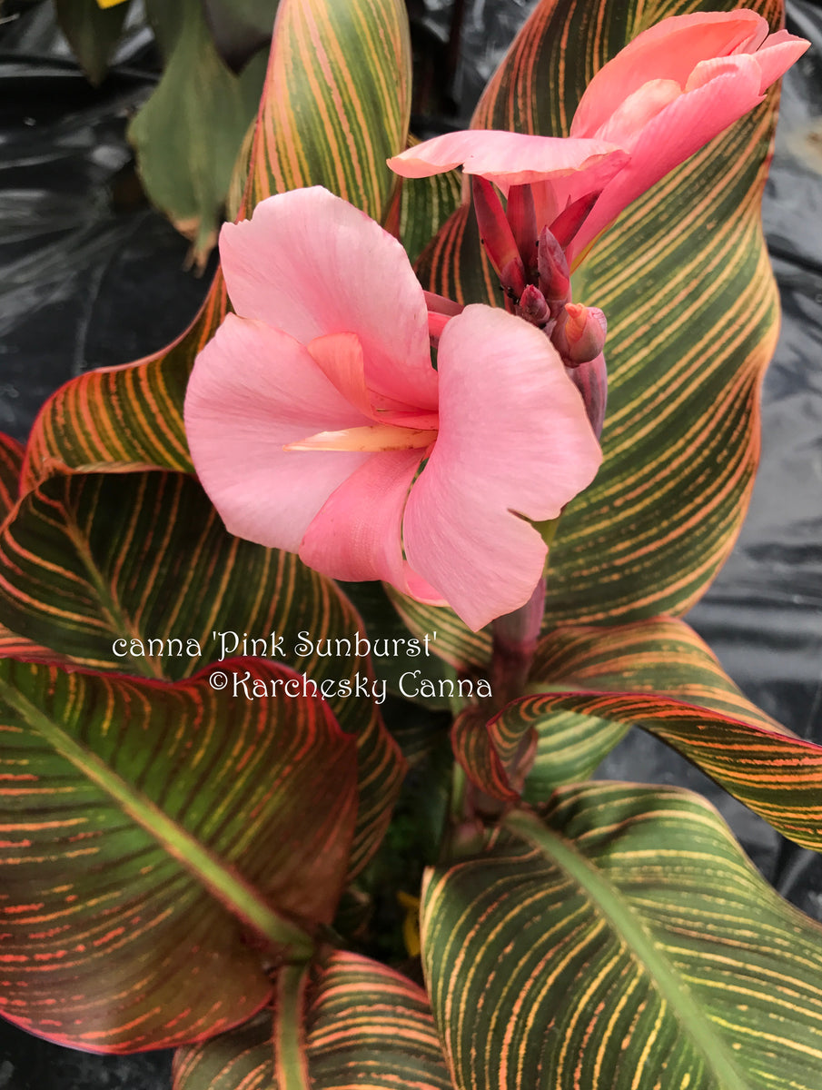 canna 'Pink Sunburst' – South Ridge Farm & Botanic Gardens