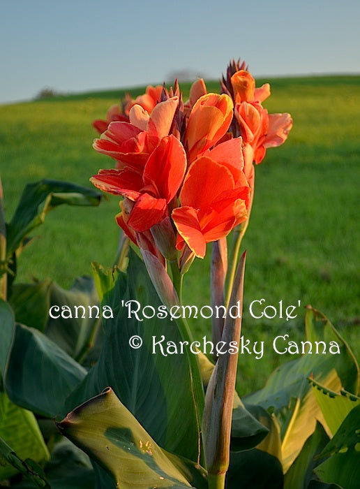 canna 'Rosemond Cole' – South Ridge Farm & Botanic Gardens