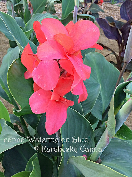 canna 'Watermelon Blue’ – South Ridge Farm & Botanic Gardens